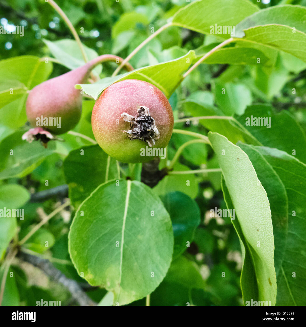 Nutrition biodiversity hi-res stock photography and images - Alamy