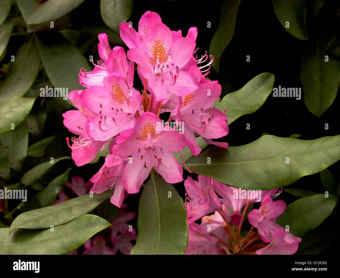Rhododendrons in Bloom Stock Photo - Alamy