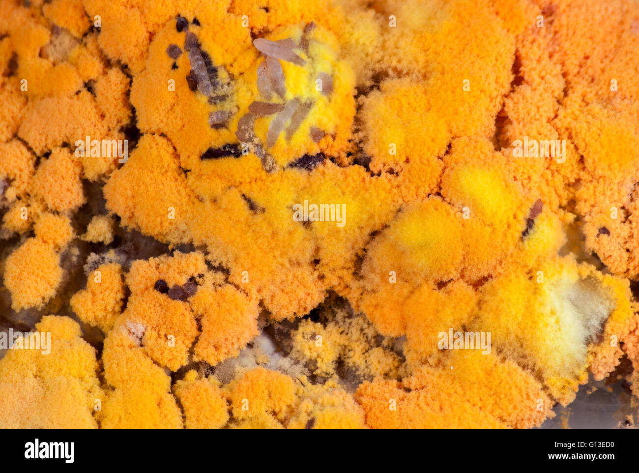 Mold growing rapidly on moldy rice in yellow and orange spores Stock ...