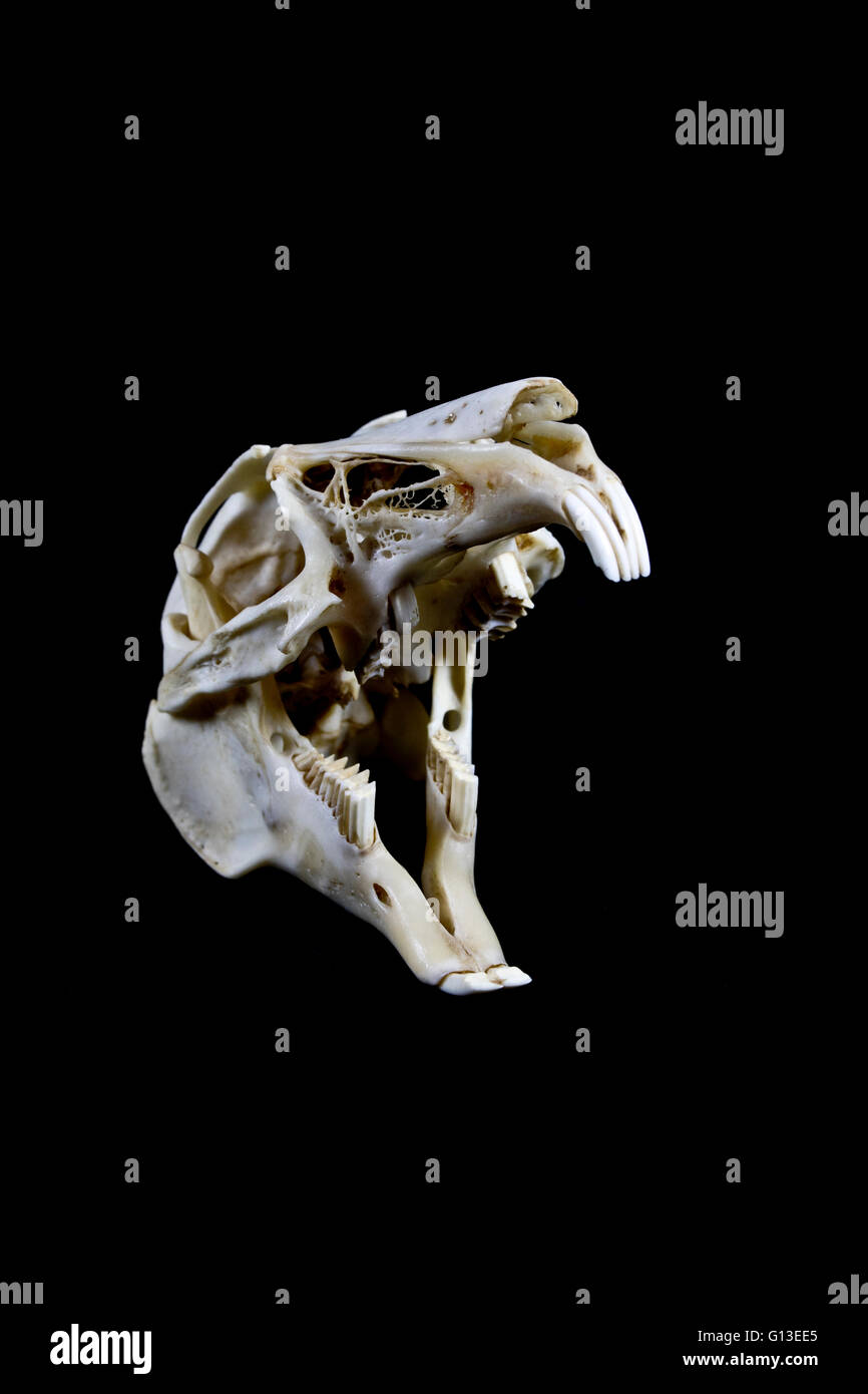 Rabbit Skull on Black Background Stock Photo - Alamy