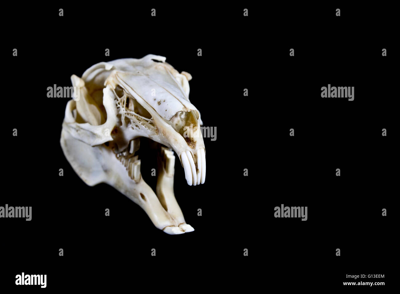 Rabbit Skull on Black Background Stock Photo - Alamy