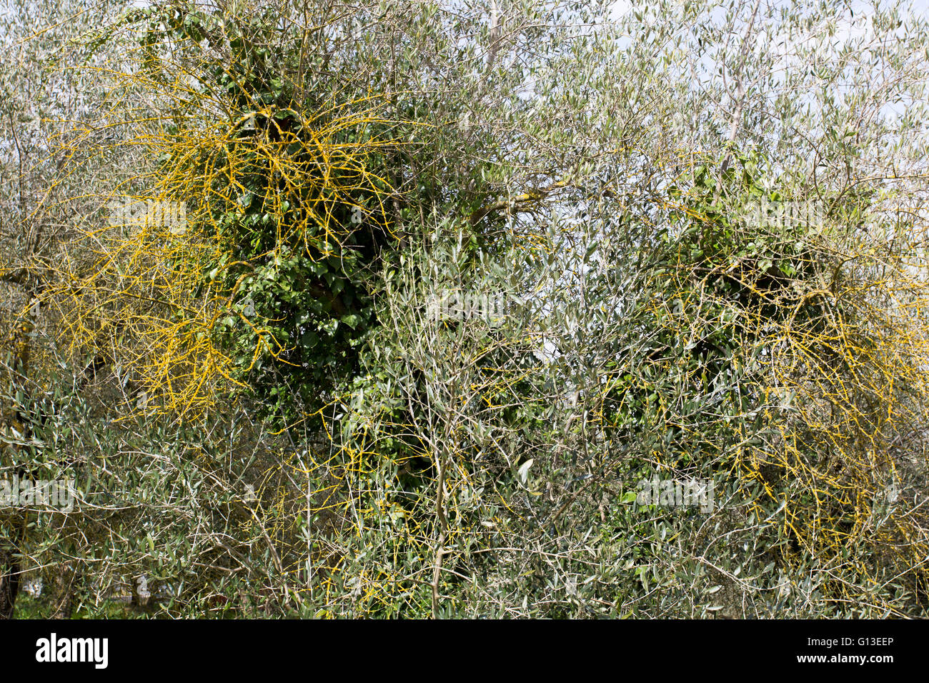 Olive disease hi-res stock photography and images - Alamy
