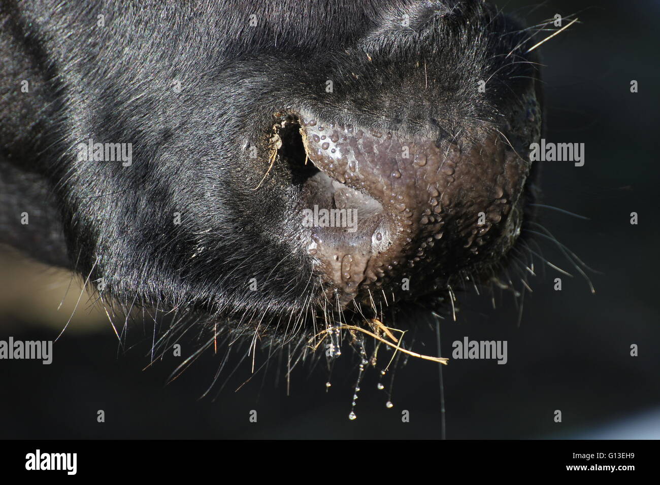 Cow saliva hi-res stock photography and images - Alamy