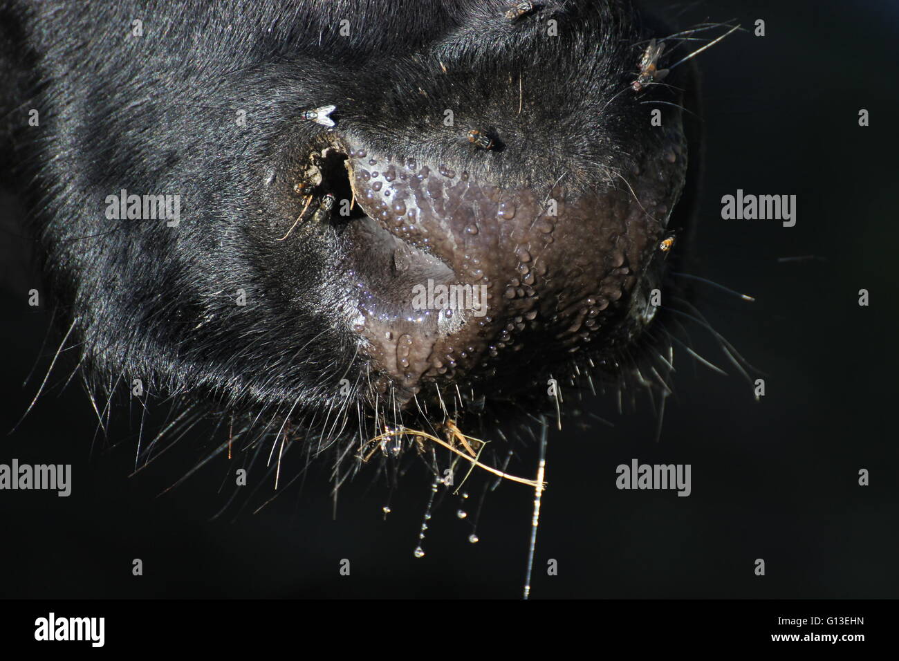 Wet snout of a cow Stock Photo - Alamy