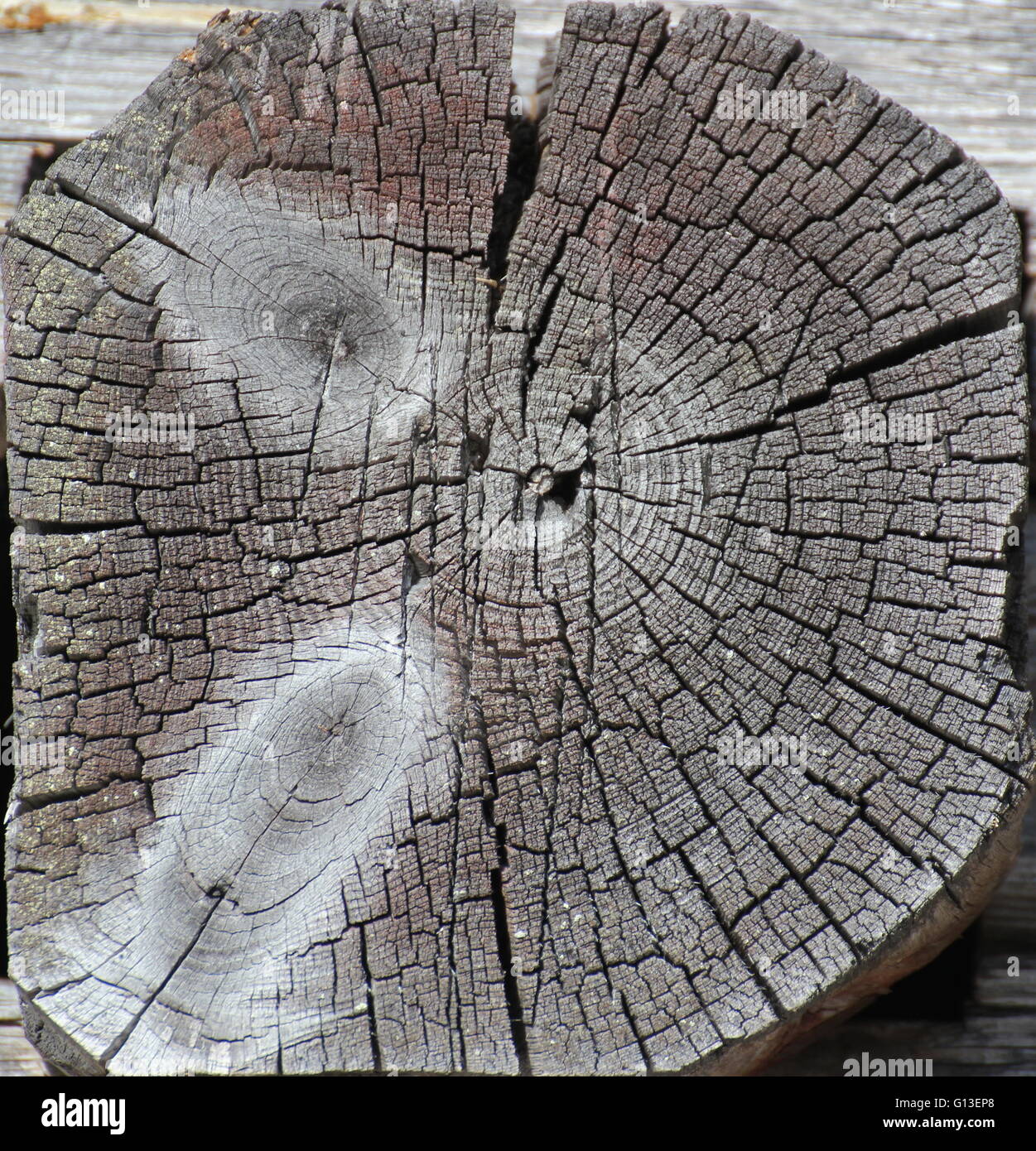 Cross section of a wooden log Stock Photo - Alamy
