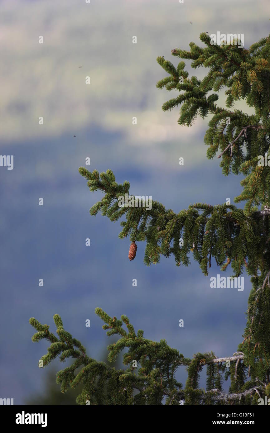 Black cone spruce branch hi-res stock photography and images - Alamy