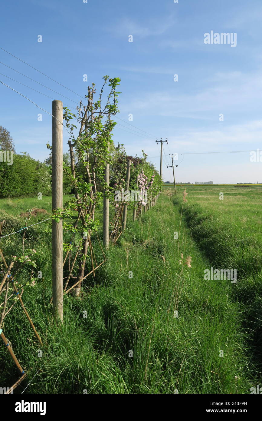 Spring espalier apple pear hi-res stock photography and images - Alamy