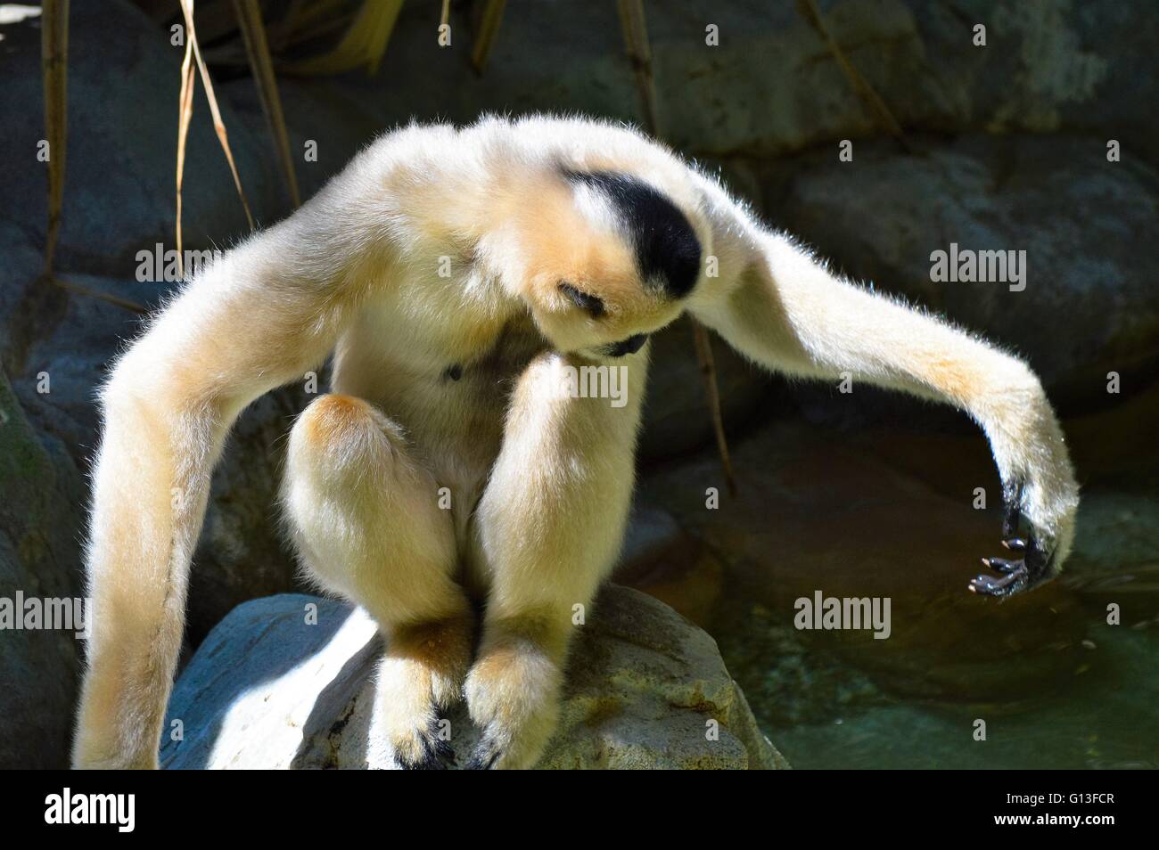 Gibbon face hi-res stock photography and images - Alamy