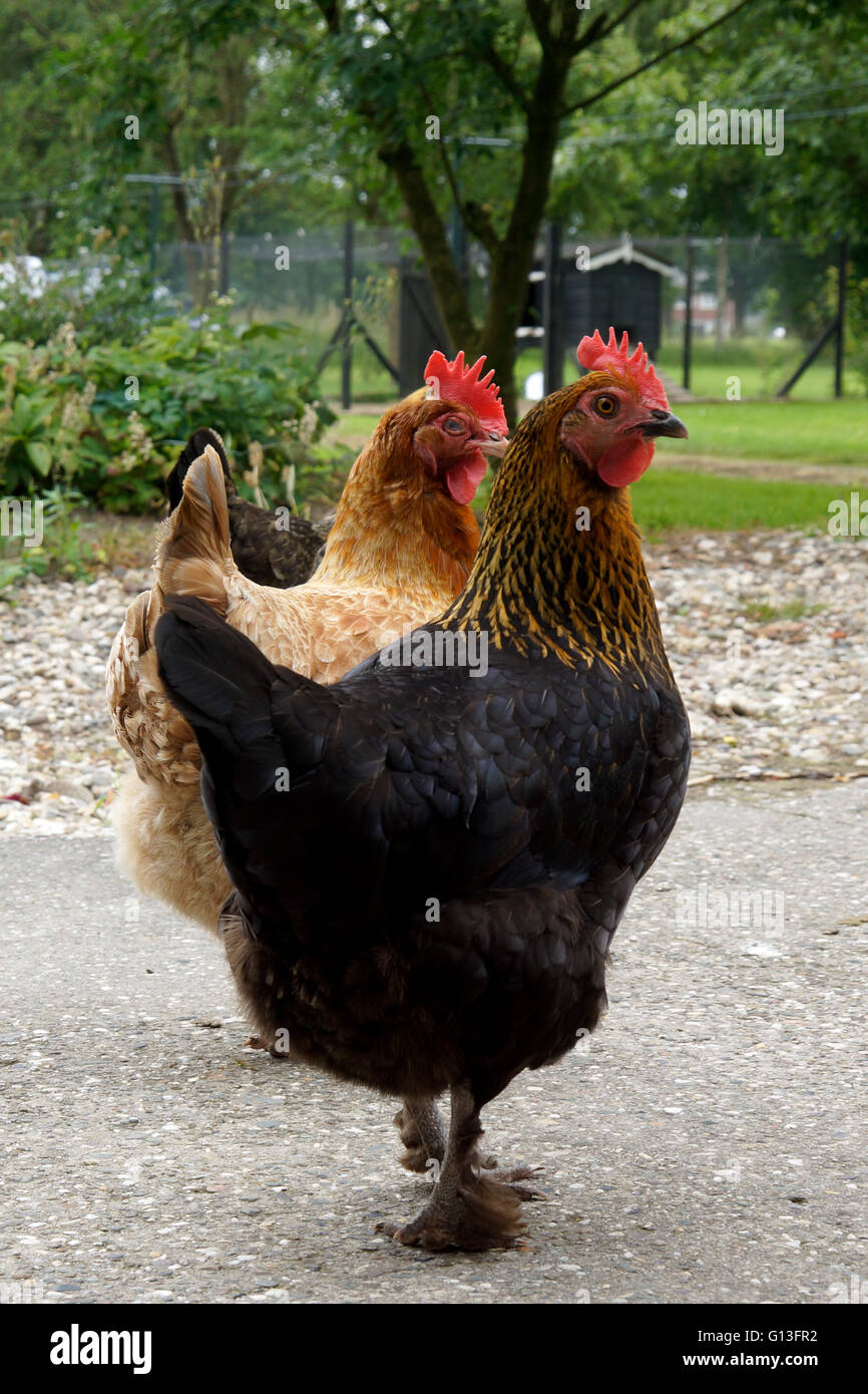 Chickens tree hi-res stock photography and images - Alamy