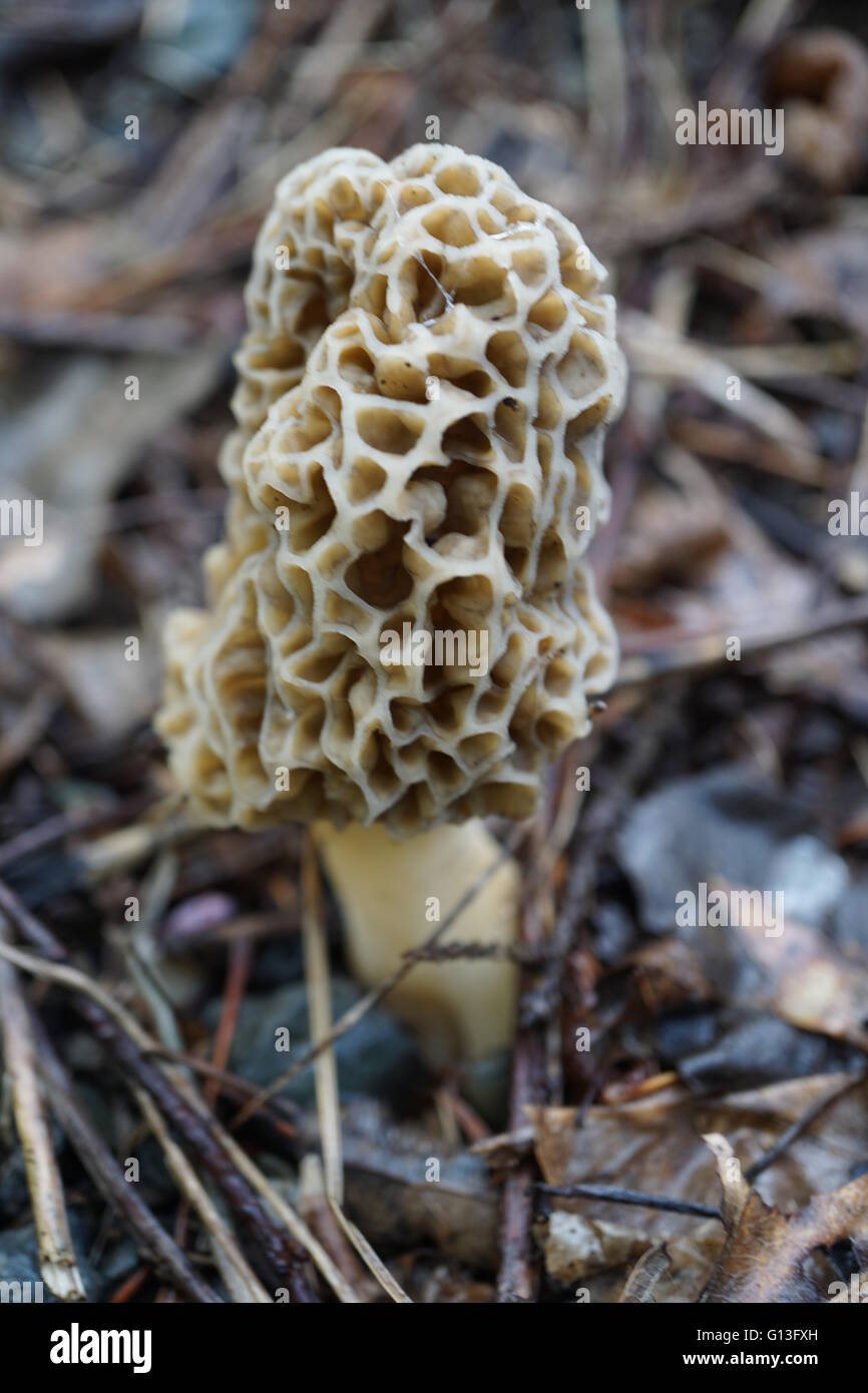 Morchella esculenta hi-res stock photography and images - Alamy