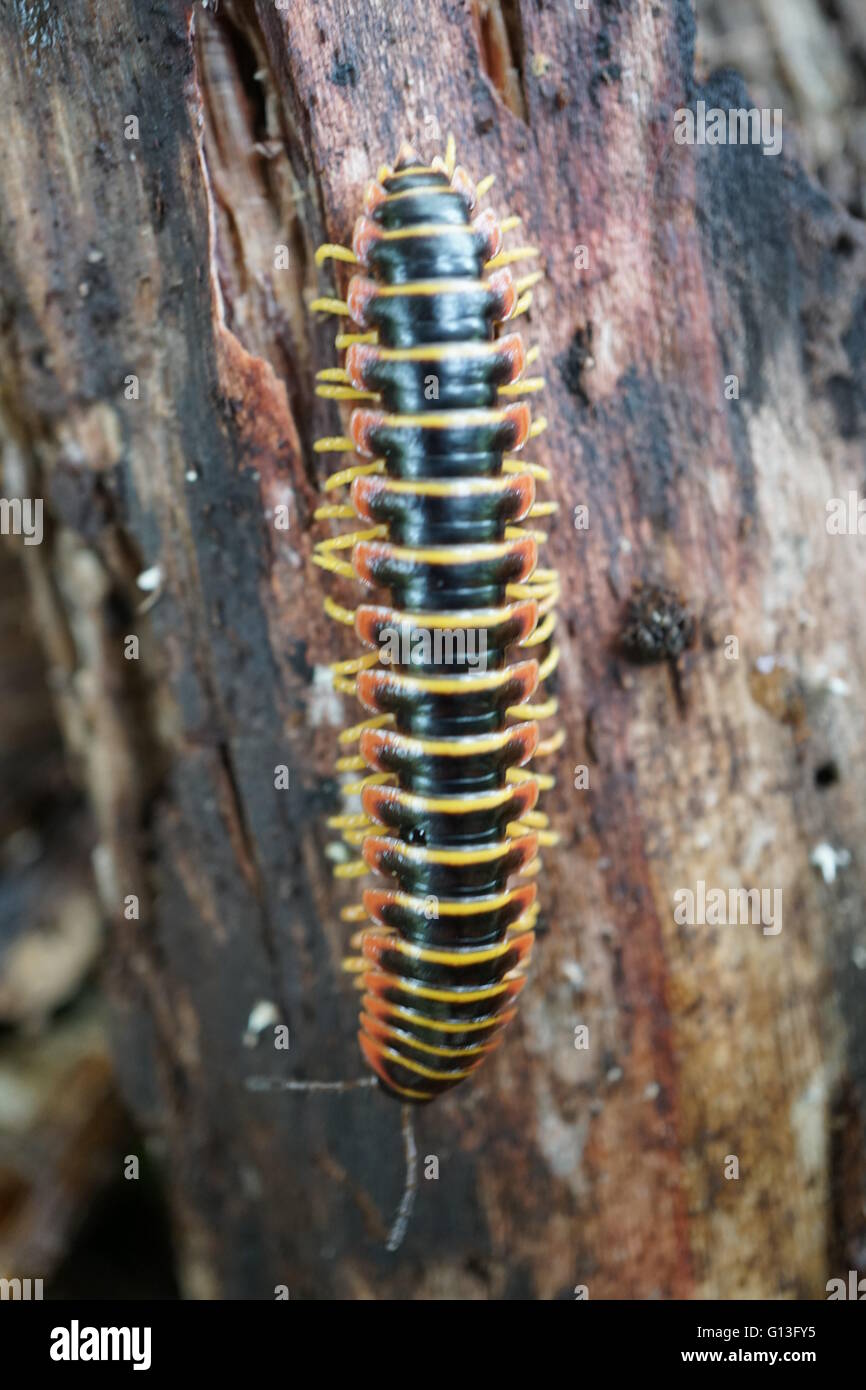 Millipede species hi-res stock photography and images - Alamy