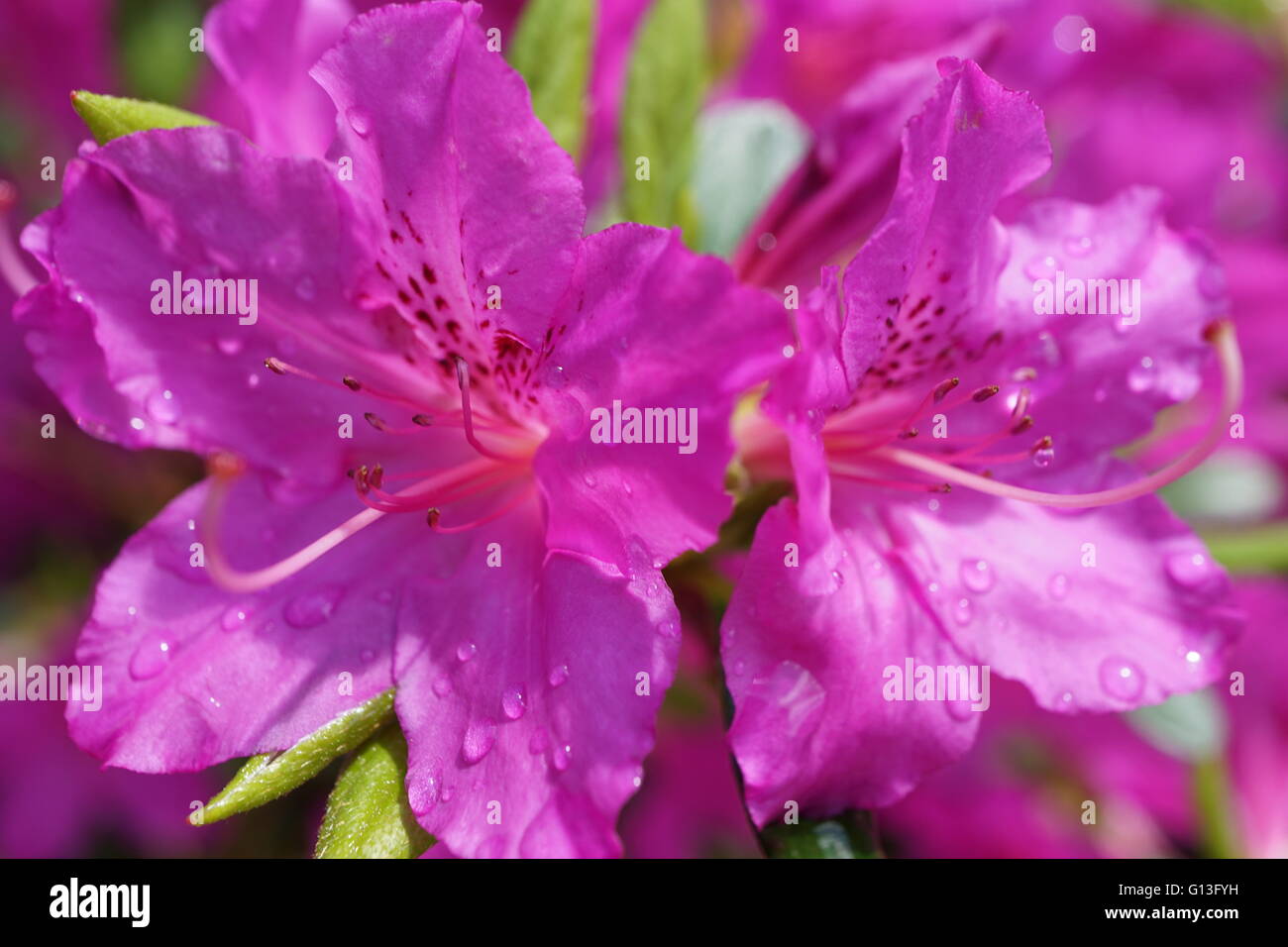 Close up of azalea blossoms Stock Photo - Alamy