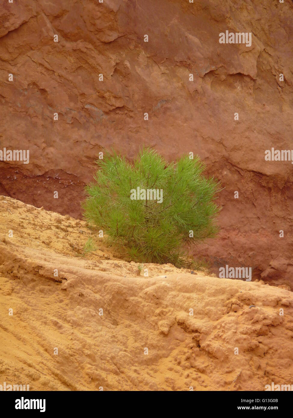 Isolated bright green bush seen against red ochre rock in Rousillon ...