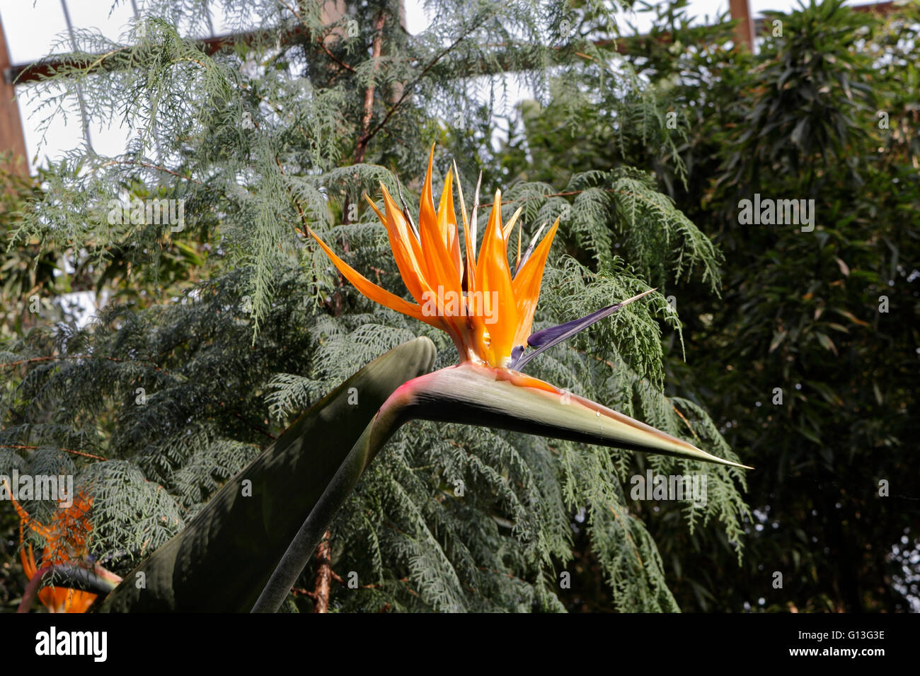 Bird of Paradise flower (Strelitzia Reginae Stock Photo - Alamy