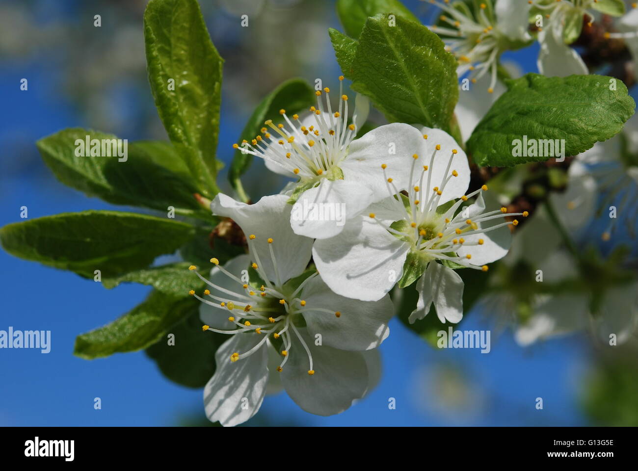 Plum flower hi-res stock photography and images - Alamy