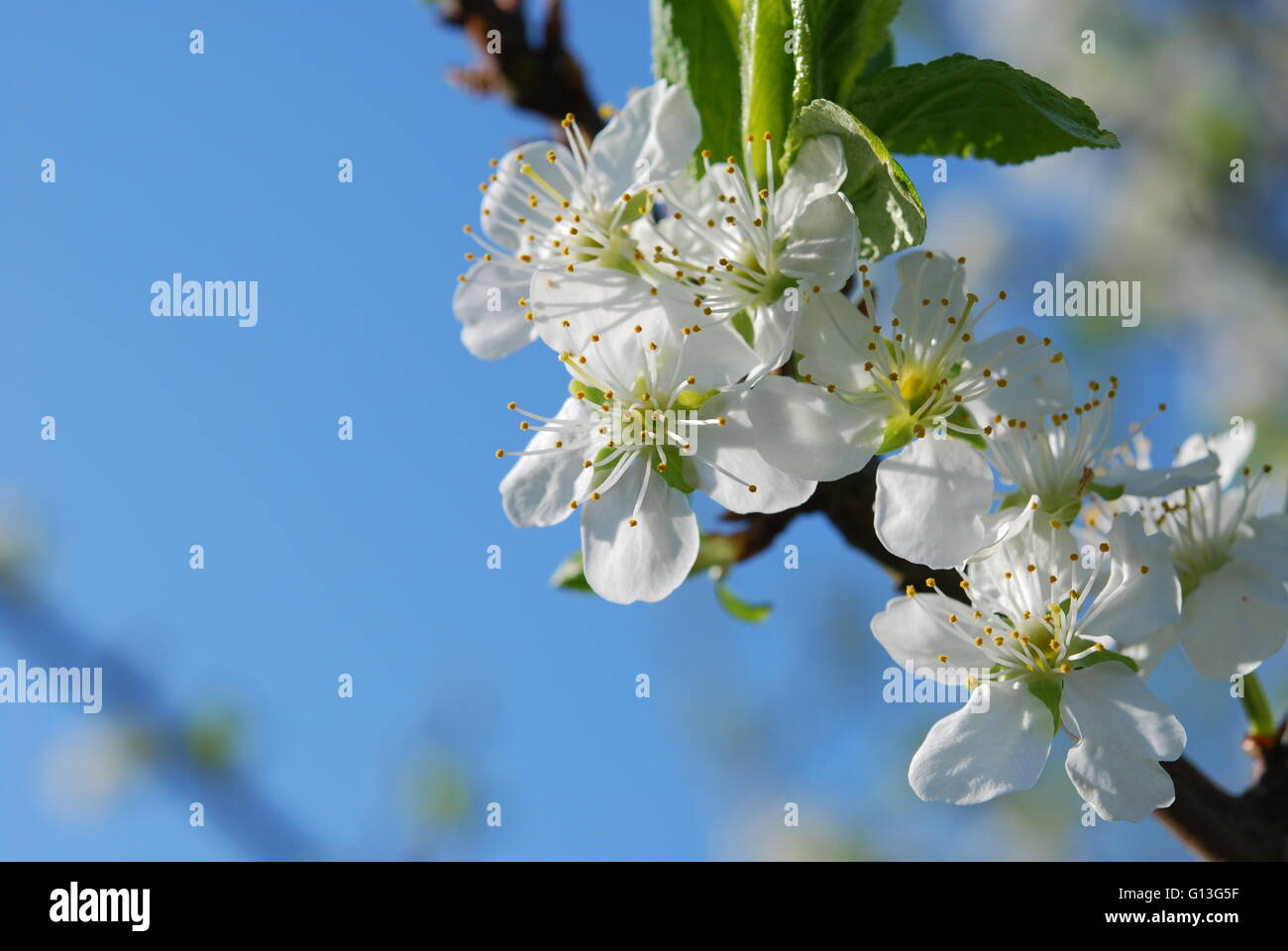 Plum tree in bloom Stock Photo - Alamy