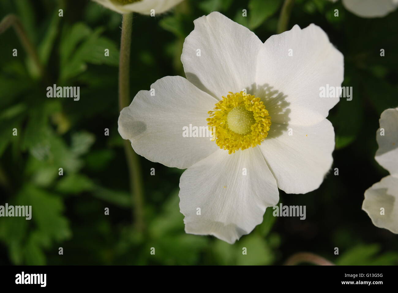 White spring flower Stock Photo - Alamy