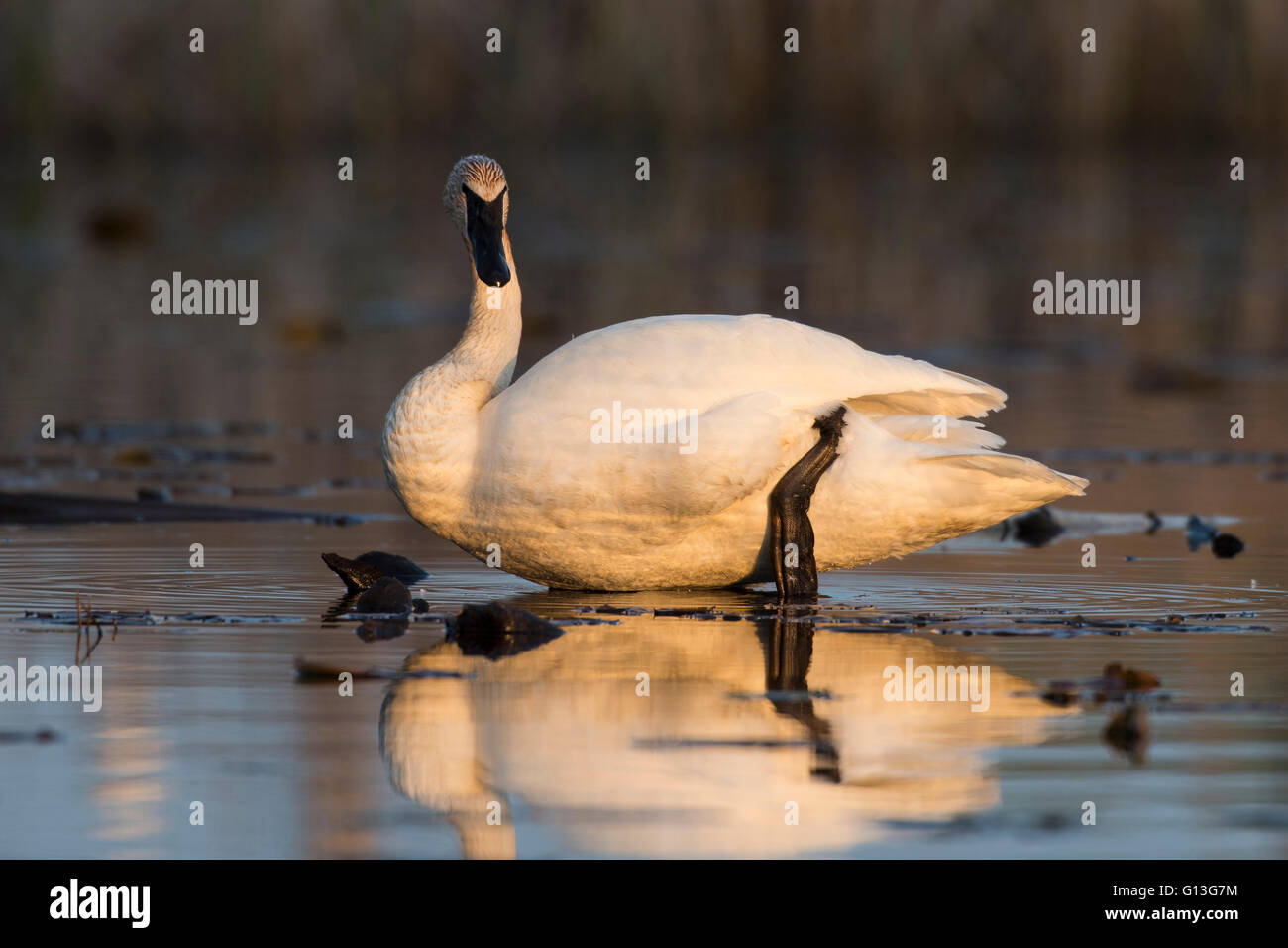 A trumpeter Swan in the spring in Minnesota Stock Photo - Alamy
