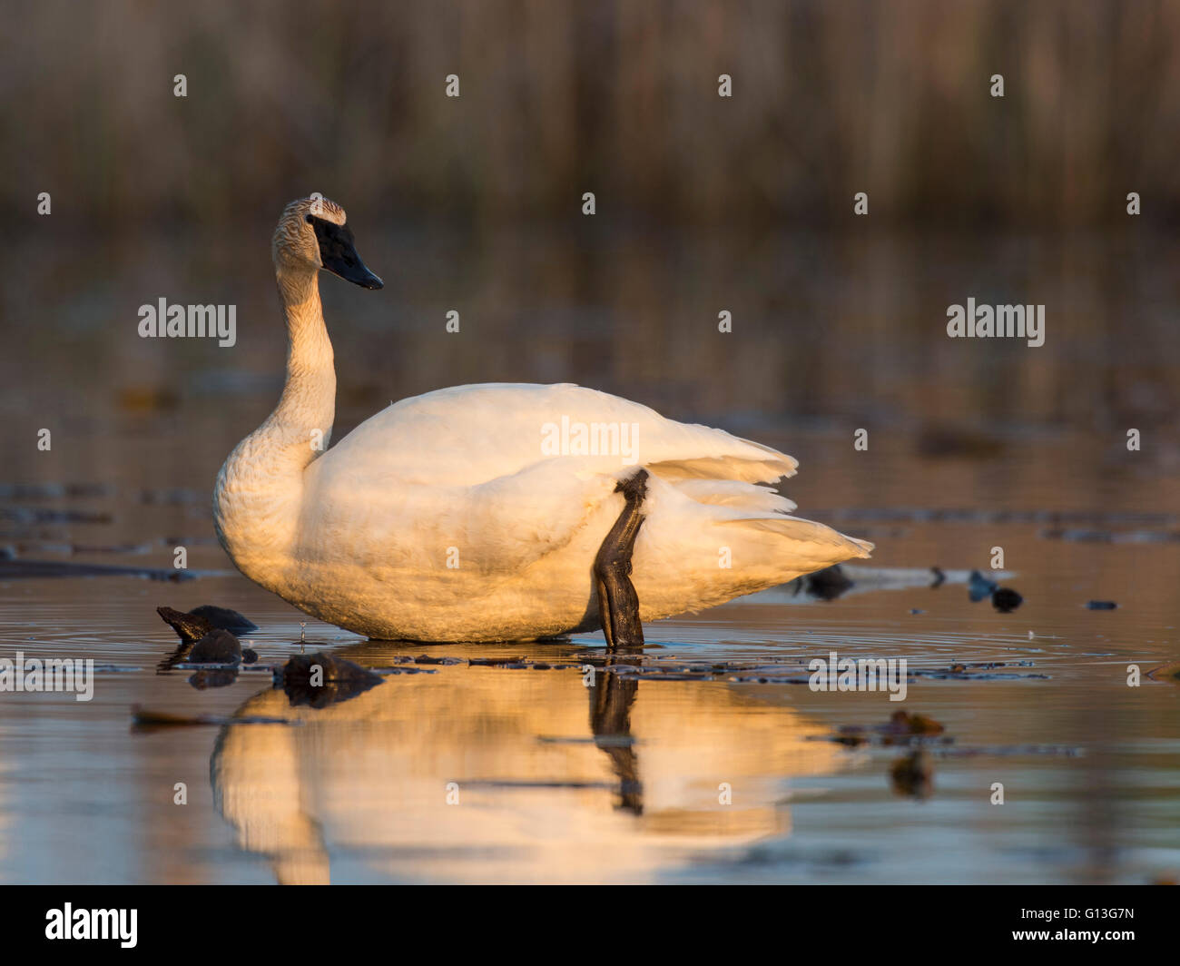 A trumpeter Swan in the spring in Minnesota Stock Photo - Alamy