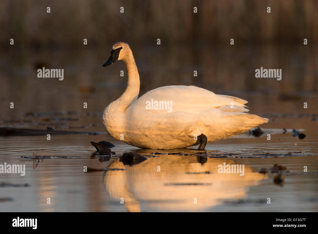 A trumpeter Swan in the spring in Minnesota Stock Photo - Alamy