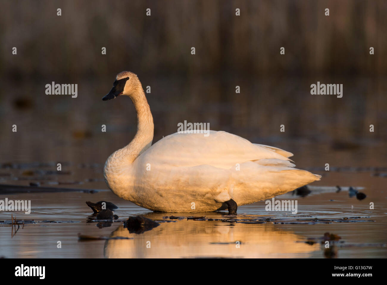 A trumpeter Swan in the spring in Minnesota Stock Photo - Alamy