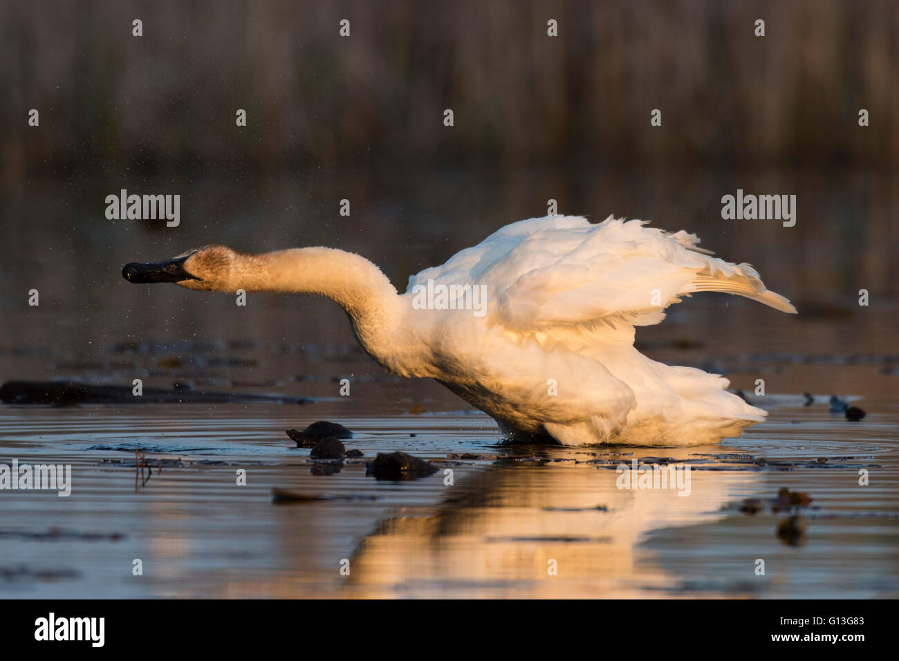 A trumpeter Swan in the spring in Minnesota Stock Photo - Alamy