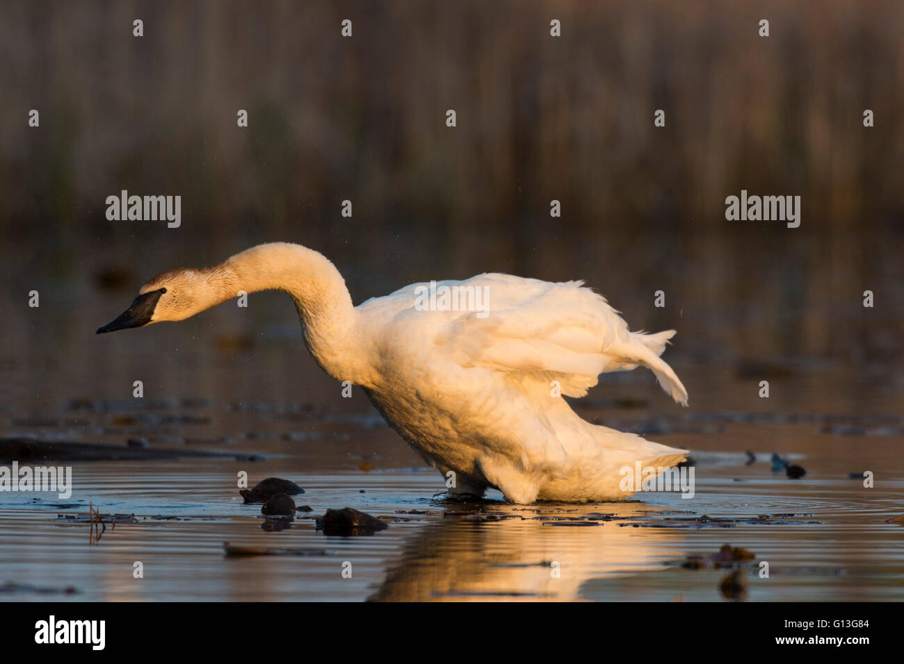 A trumpeter Swan in the spring in Minnesota Stock Photo - Alamy