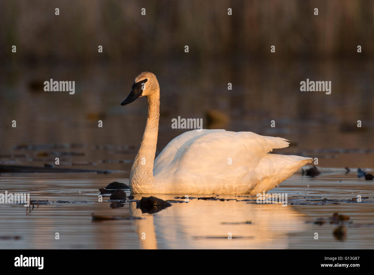 A trumpeter Swan in the spring in Minnesota Stock Photo - Alamy