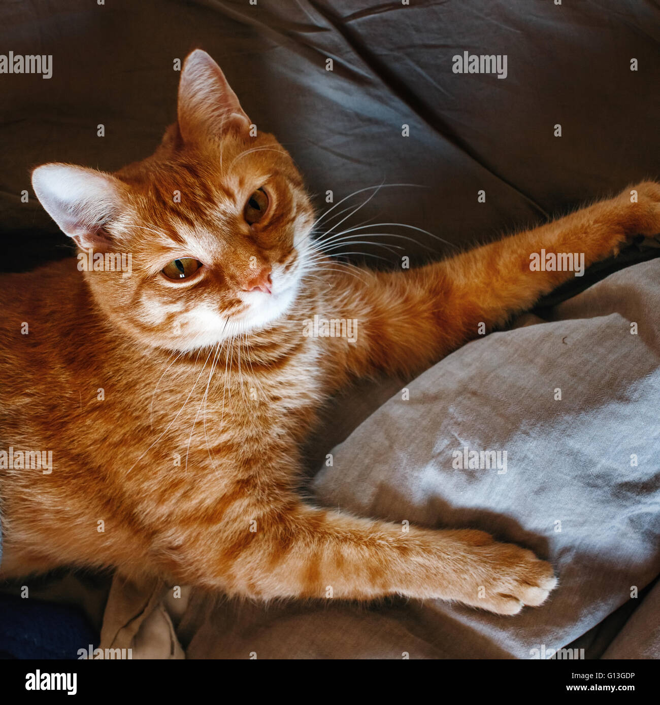 Cute Lazy Red Cat Lying in Bed Stock Photo - Alamy