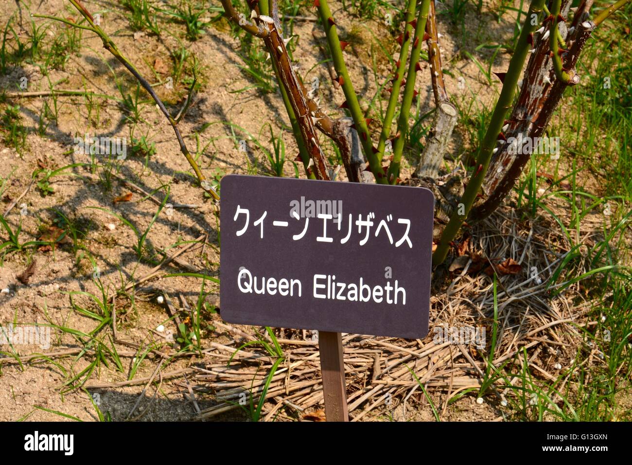 Queen Elizabeth Japan Stock Photo - Alamy