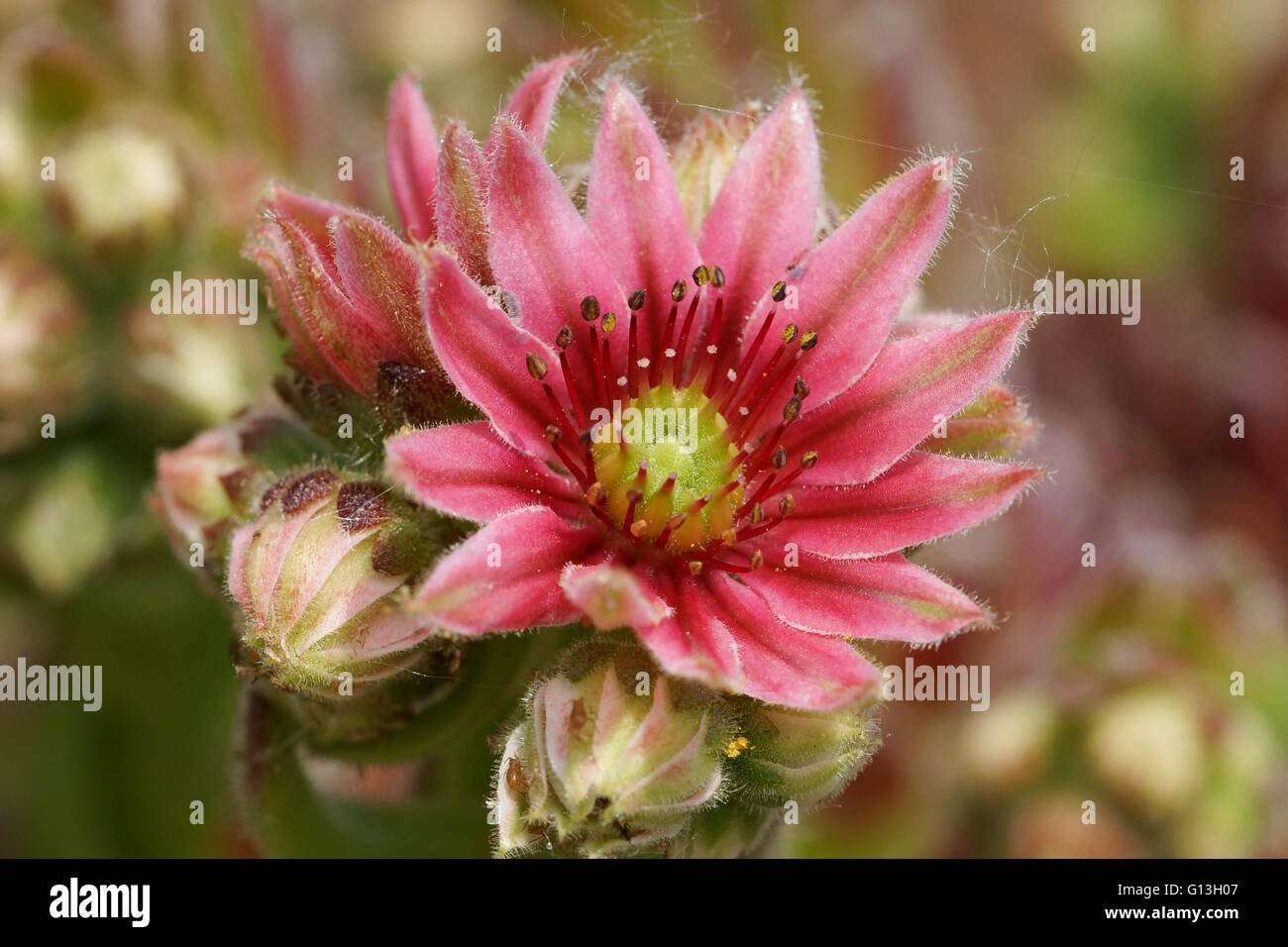 Houseleek flower hi-res stock photography and images - Alamy