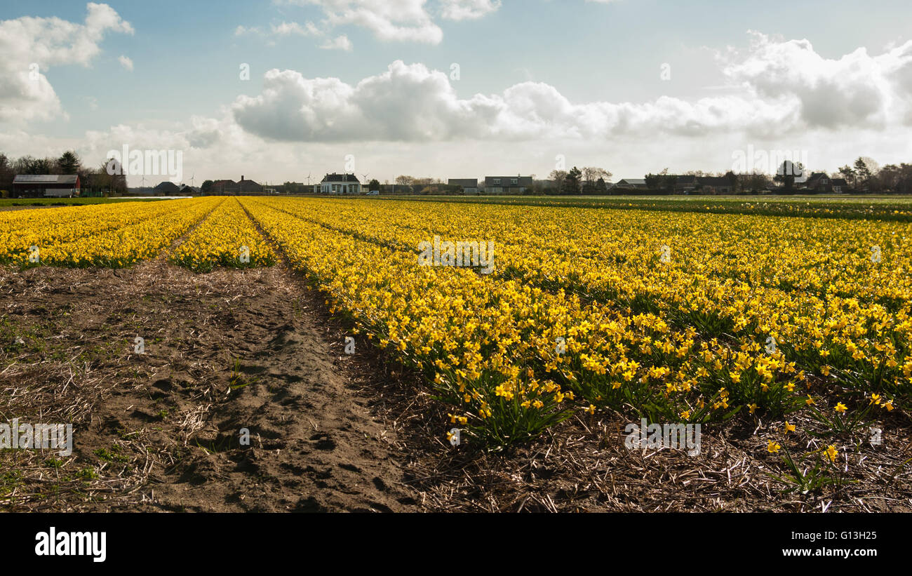 Yellow daffodil bulbs field in full flower with perspective leading ...