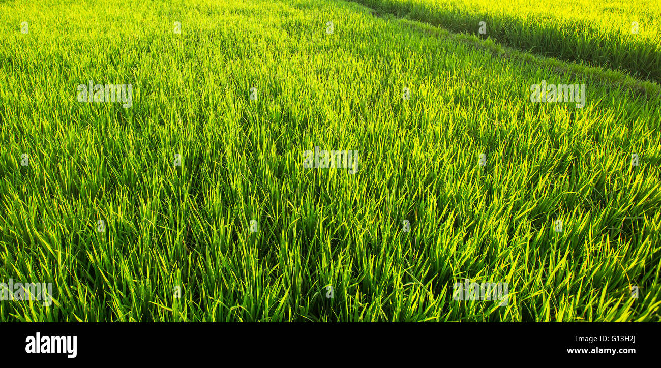 Panorama of a green rice field on a Sunny day Stock Photo - Alamy