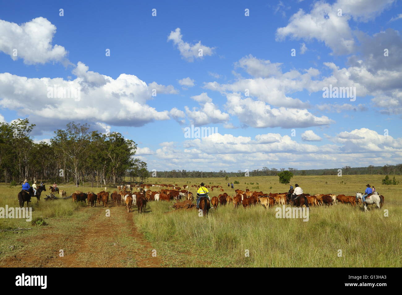 Droving australia hi-res stock photography and images - Alamy