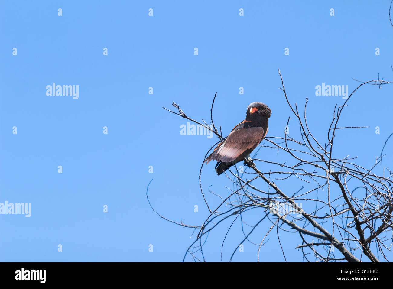 Bateleur eagle Terathopius ecaudatus is the national bird of Zimbabwe ...