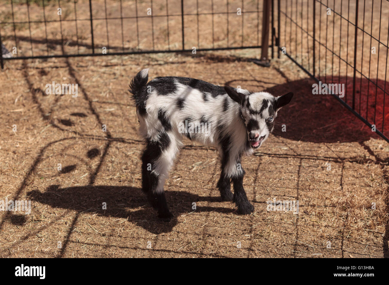 Nigerian Dwarf Goats Blue Eyes