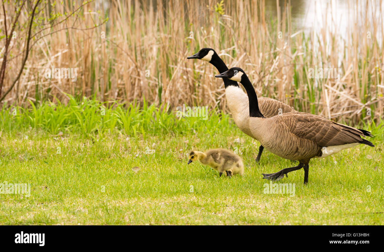 Geese huddle together after they swim to stay safe from predators Stock ...