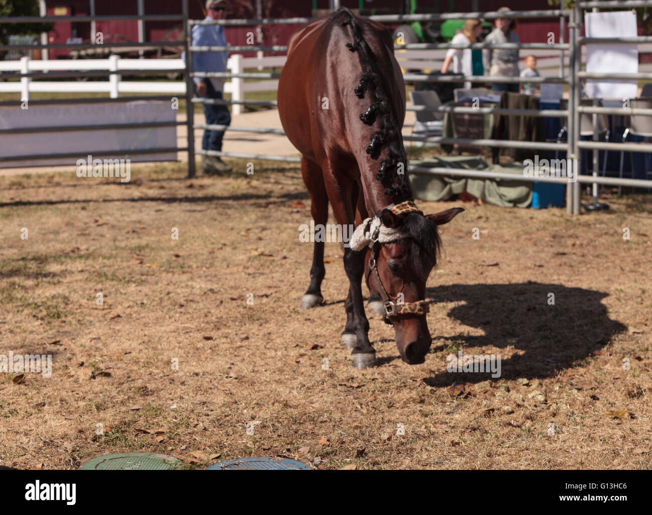 Barnyar hi-res stock photography and images - Alamy
