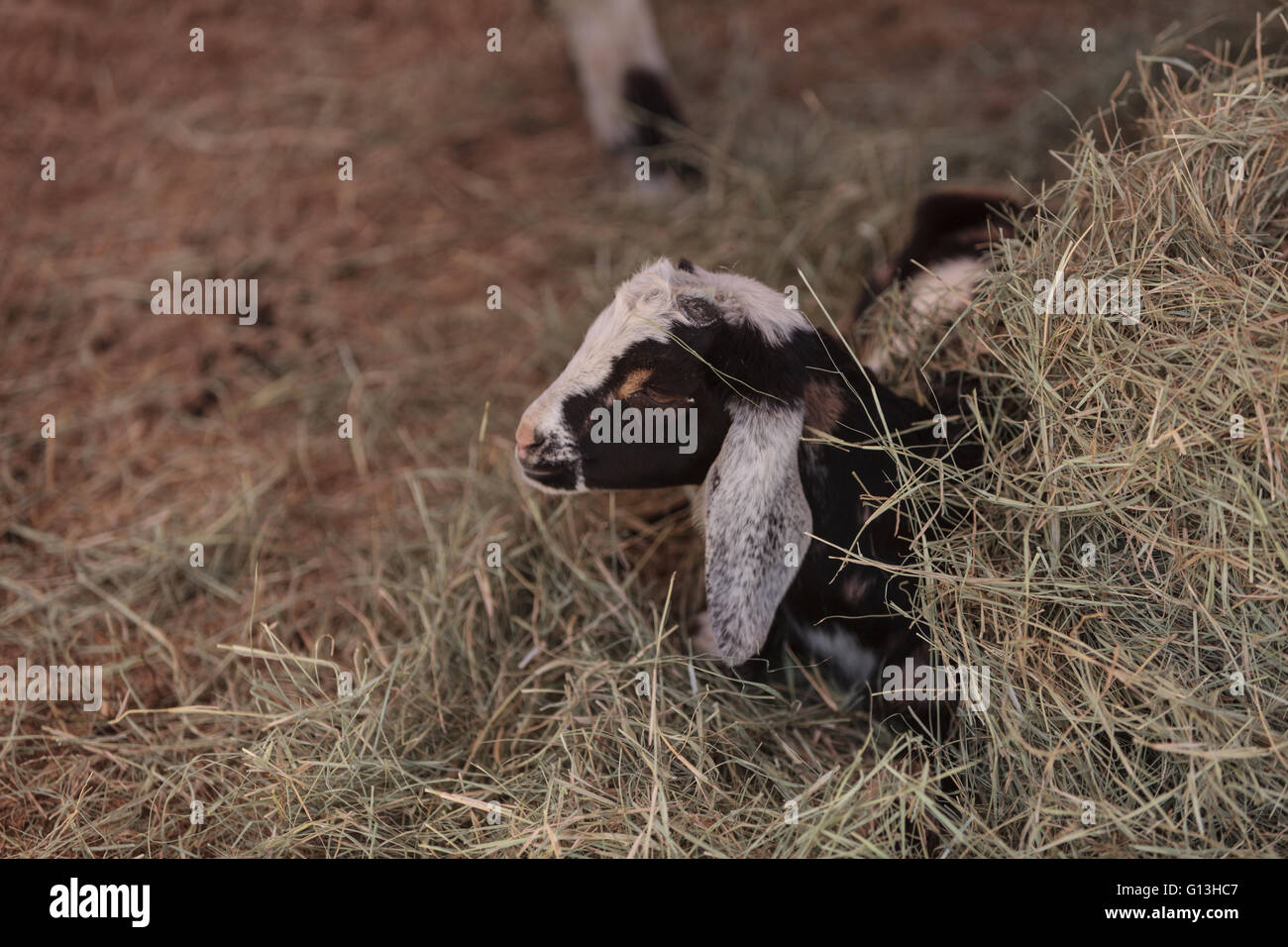 Black and white baby Nigerian dwarf goat with bright blue eyes at a ...