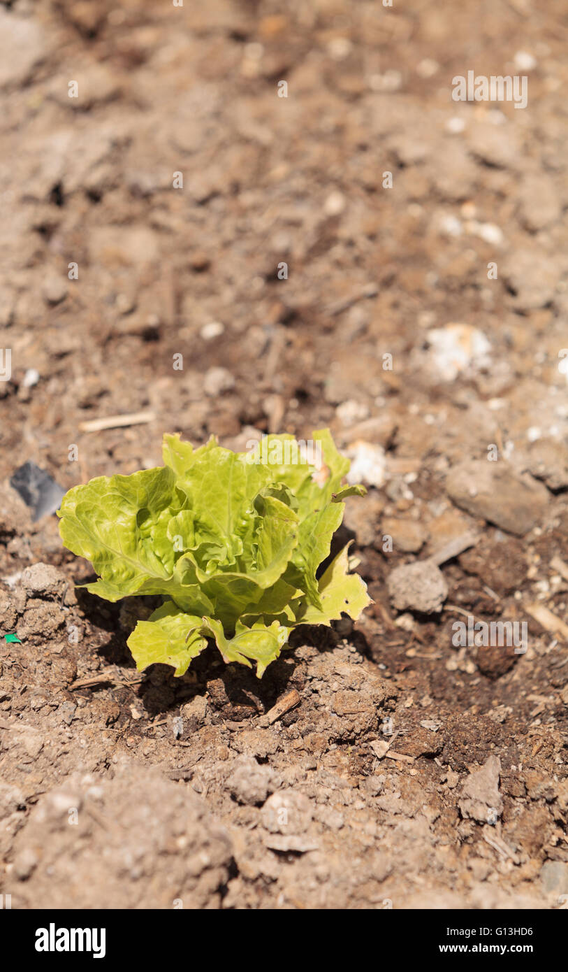 Fresh Chinese cabbage grows on a small organic farm in Southern ...