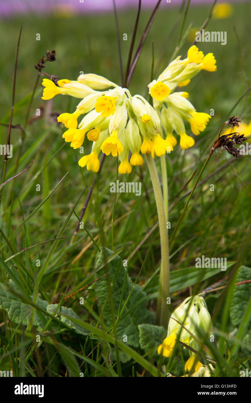 Yellow oxlip hi-res stock photography and images - Alamy