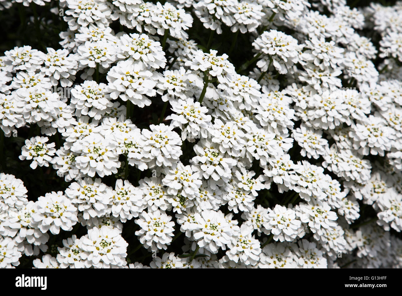A close-up image of Candytuft, Iberis flower, (Iberis sempervirens) in ...