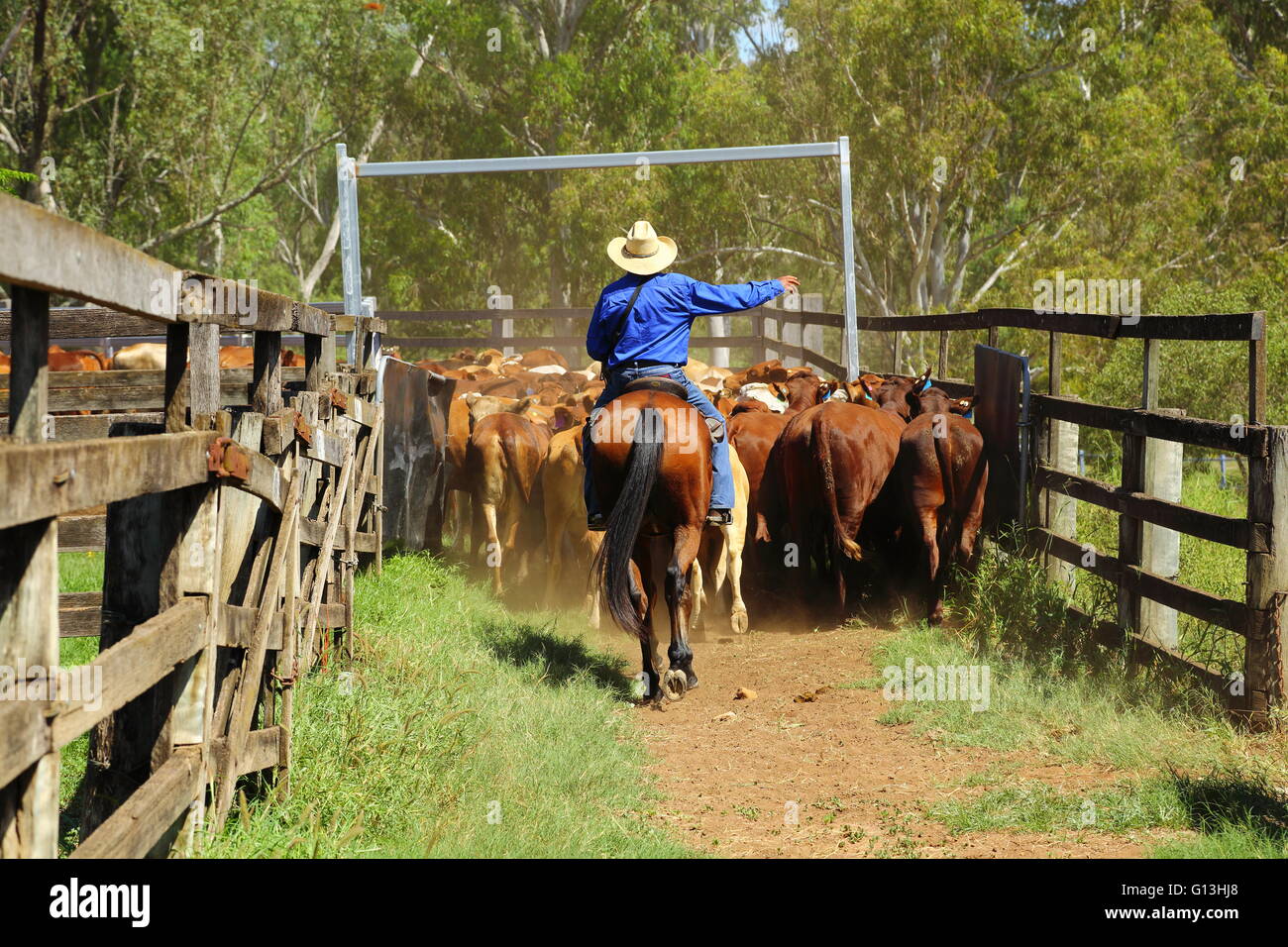 Australia stockman cattle hi-res stock photography and images - Alamy