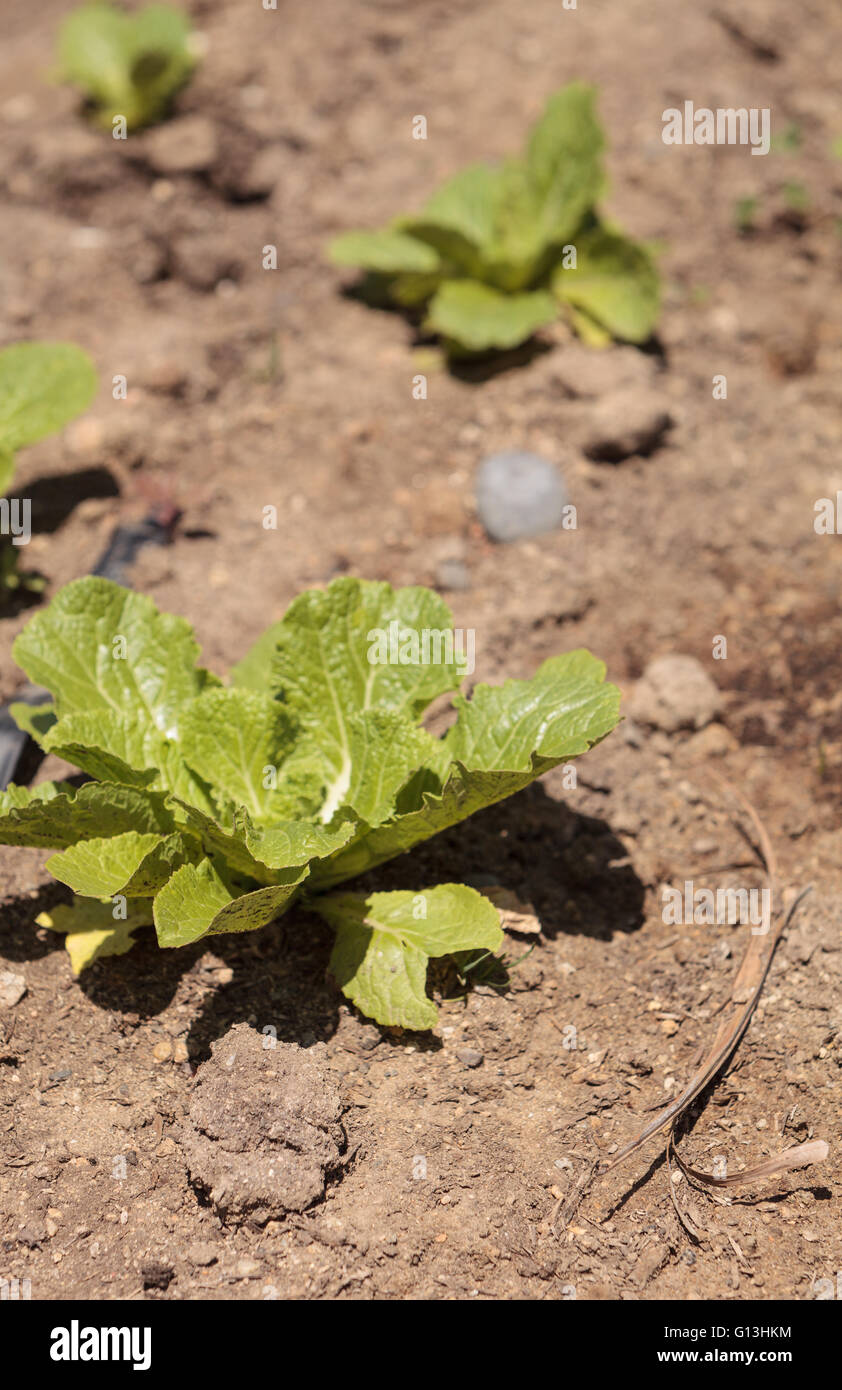 Chinese cabbage farm hi-res stock photography and images - Alamy