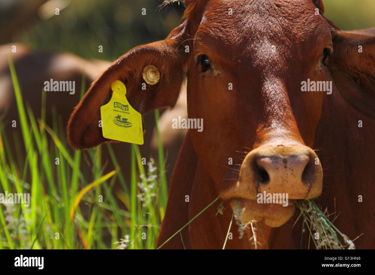 Santa Gertrudis Cattle