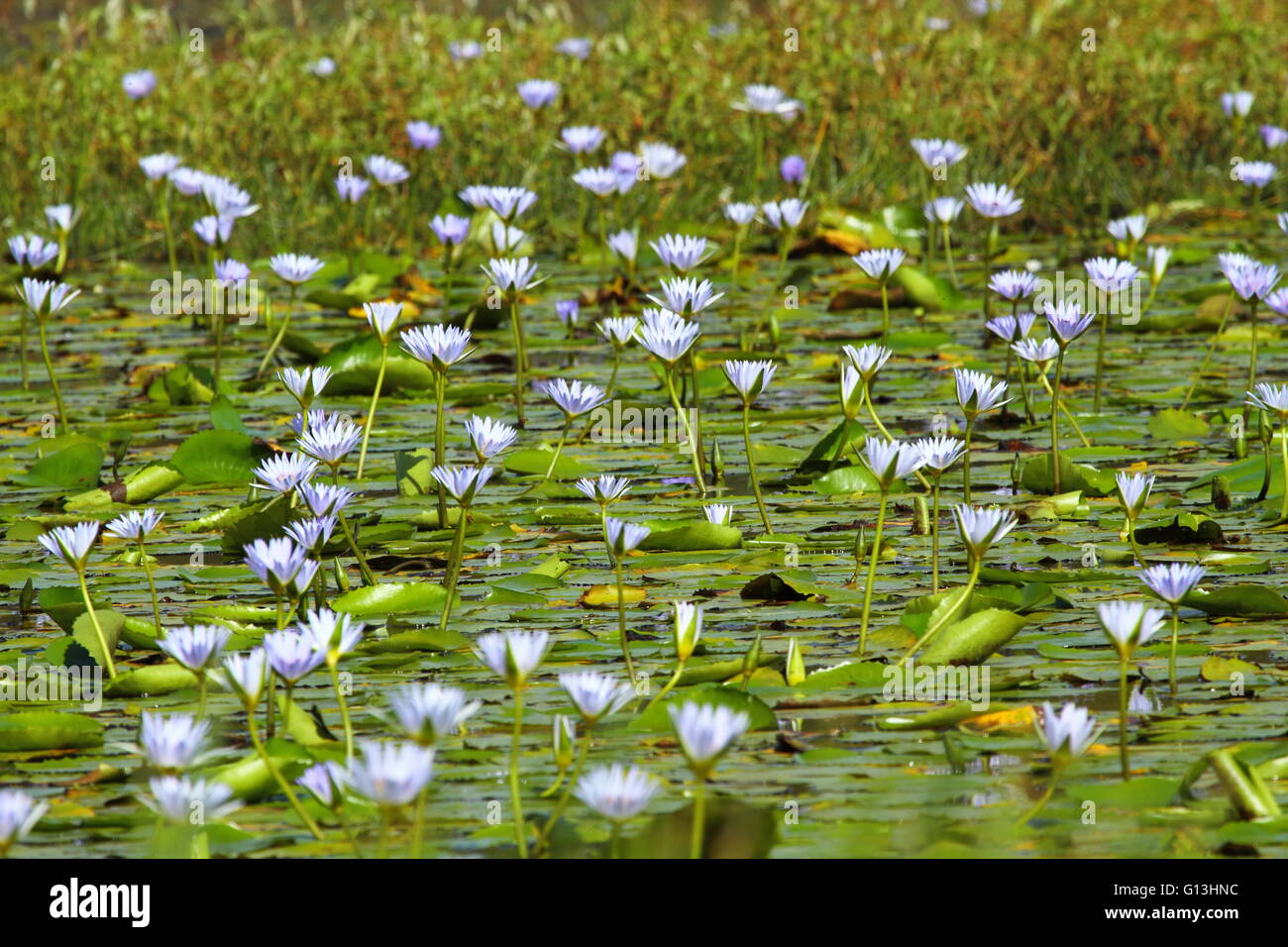 Lily pads hi-res stock photography and images - Alamy