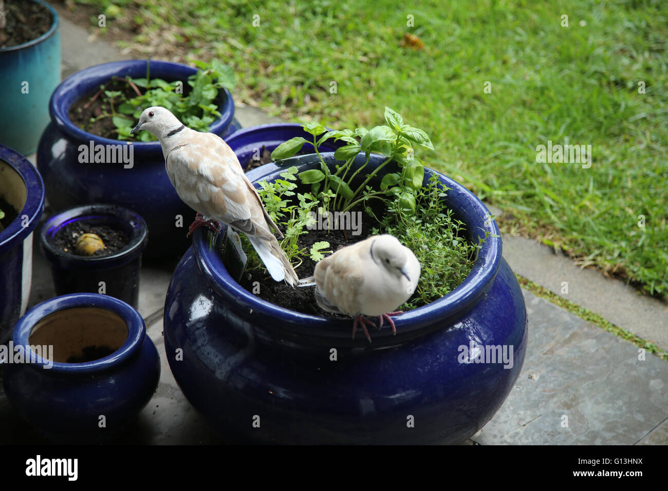 Ring necked doves hi-res stock photography and images - Alamy