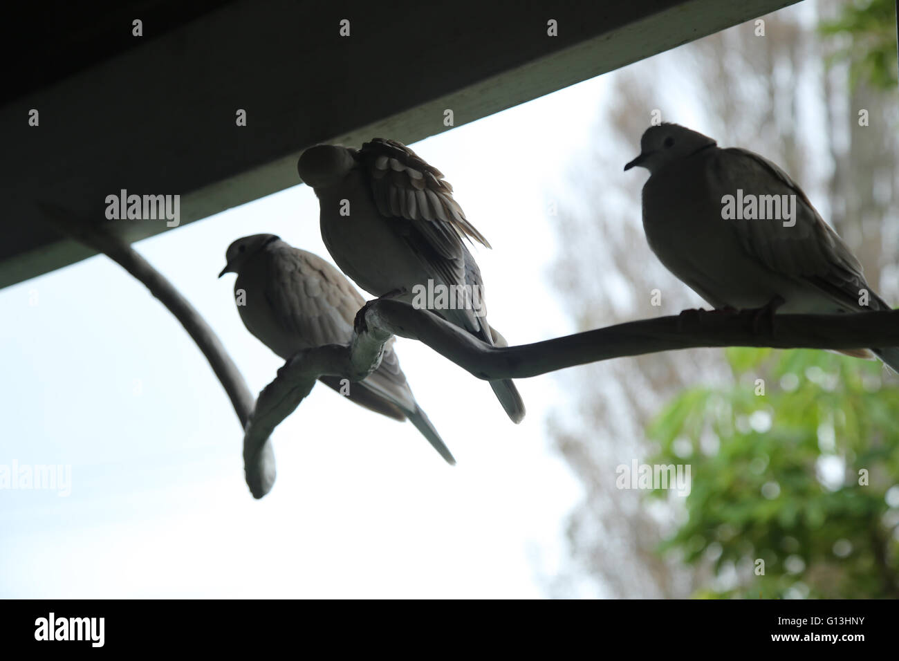 Barbary Doves New Zealand Stock Photo - Alamy
