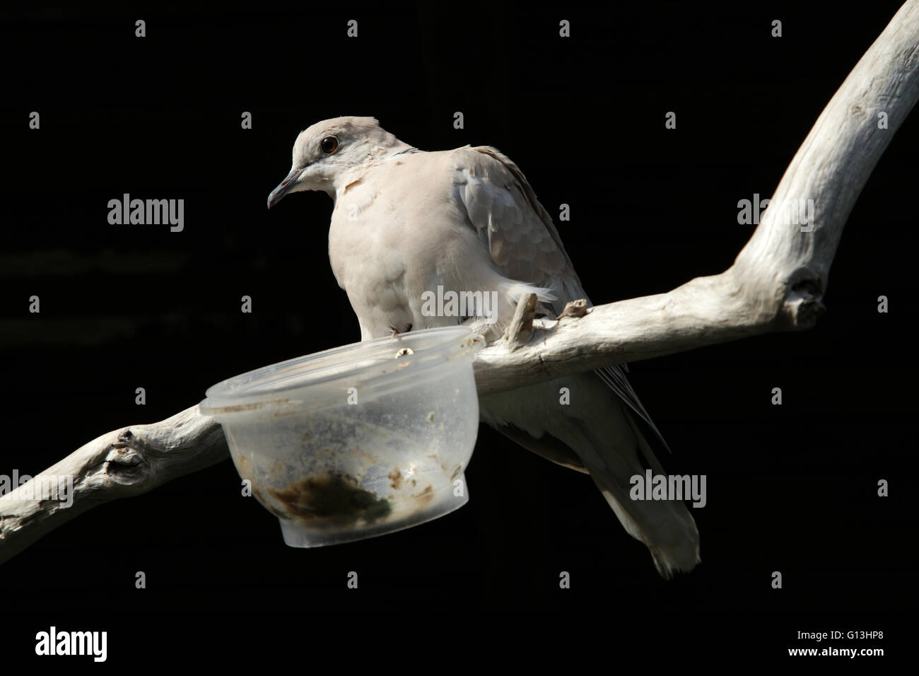 Barbary Dove Beige Barbary Dove Sitting Aviary Cage Stock Photo