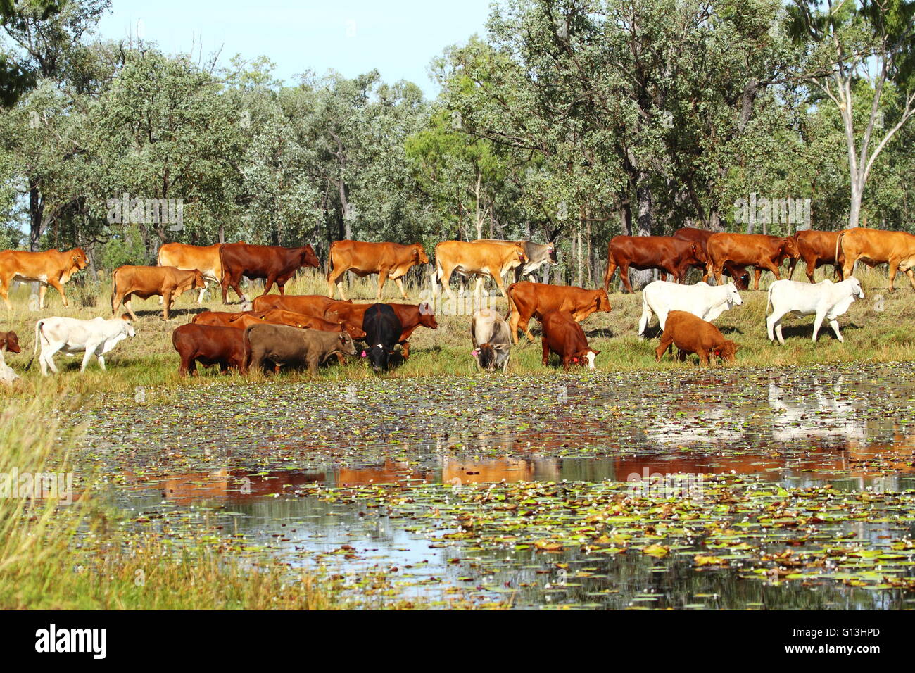 A cattle mob drinks among water lilies at a dam on 'Eidsvold Station ...